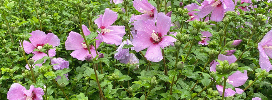 分子細胞生理学